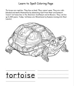 My Book About Tortoises Pre-K - Grade 1, 44 Pages - Lyric Power ...