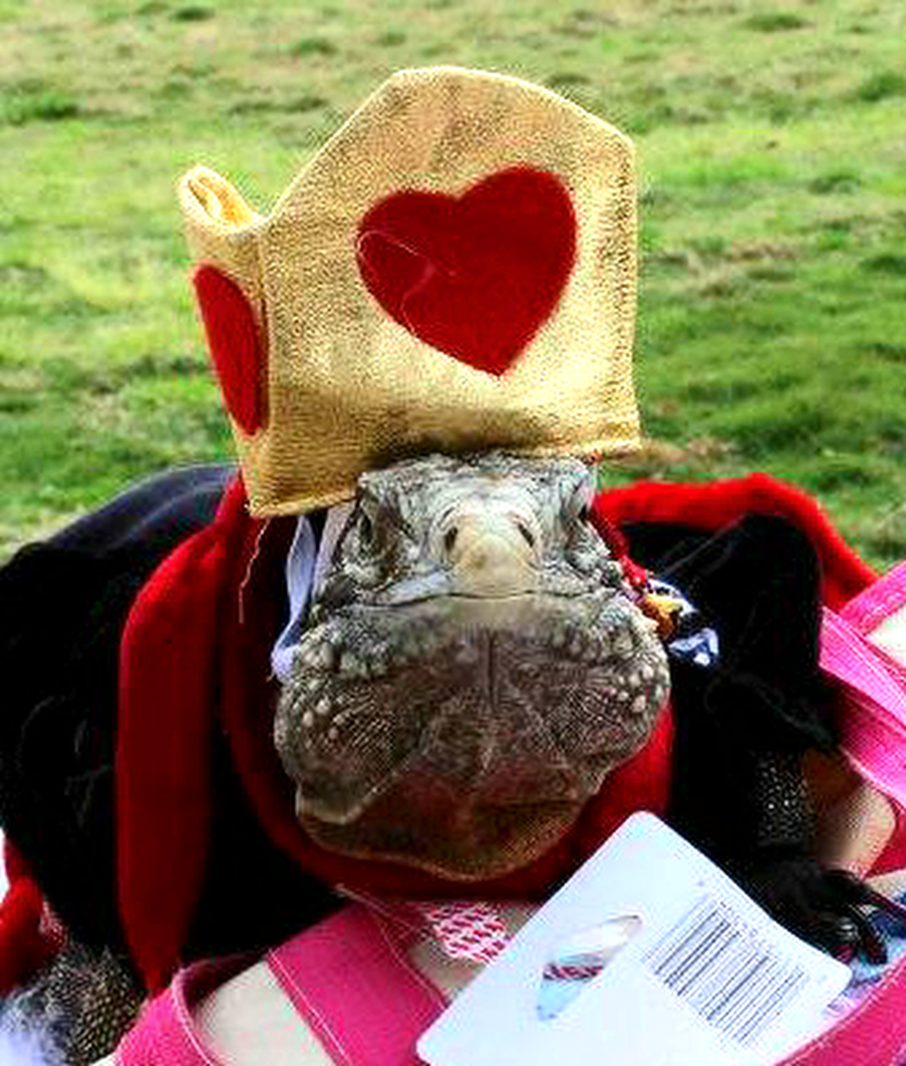 It's National Dress Up Your Pets Day by Susan Glynn Mulé, Author ...