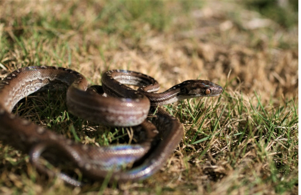 We’re Celebrating 'Bahamian Boas' Book-Birthday! - Lyric Power ...