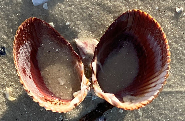 Cockles and Mussels, Alive! - Lyric Power Publishing, LLC